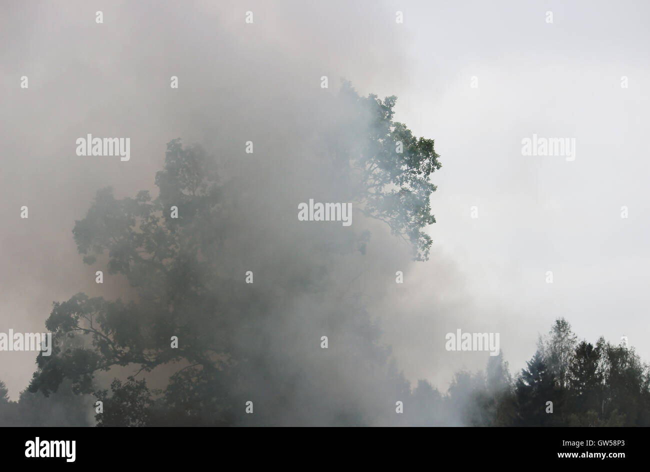 smoke from a fire in the forest. smoke texture Stock Photo - Alamy