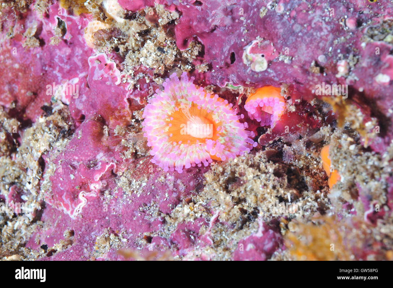 Coralline rock hi-res stock photography and images - Alamy