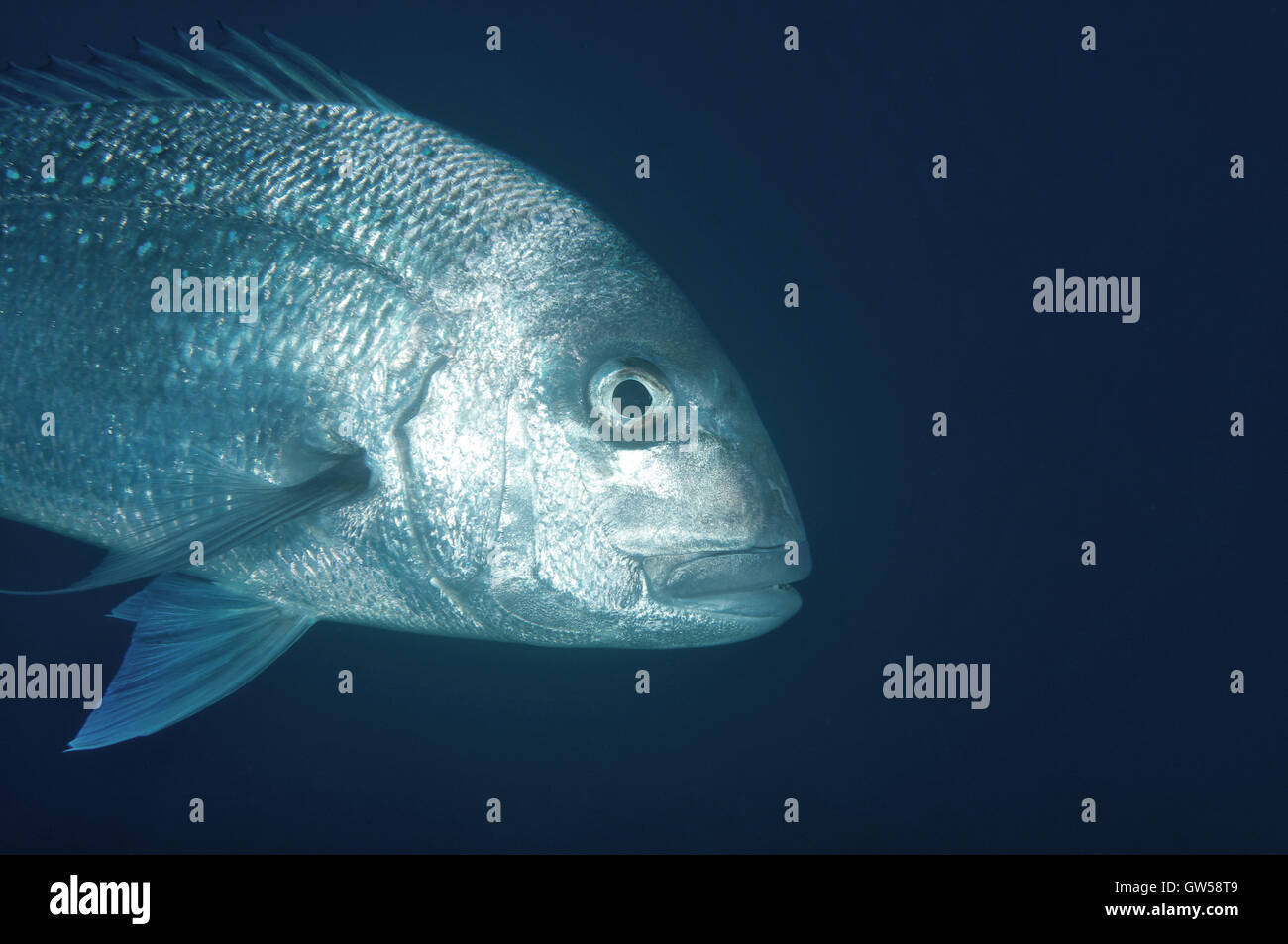 Snapper Fish Australia Stock Photos & Snapper Fish Australia Stock ...