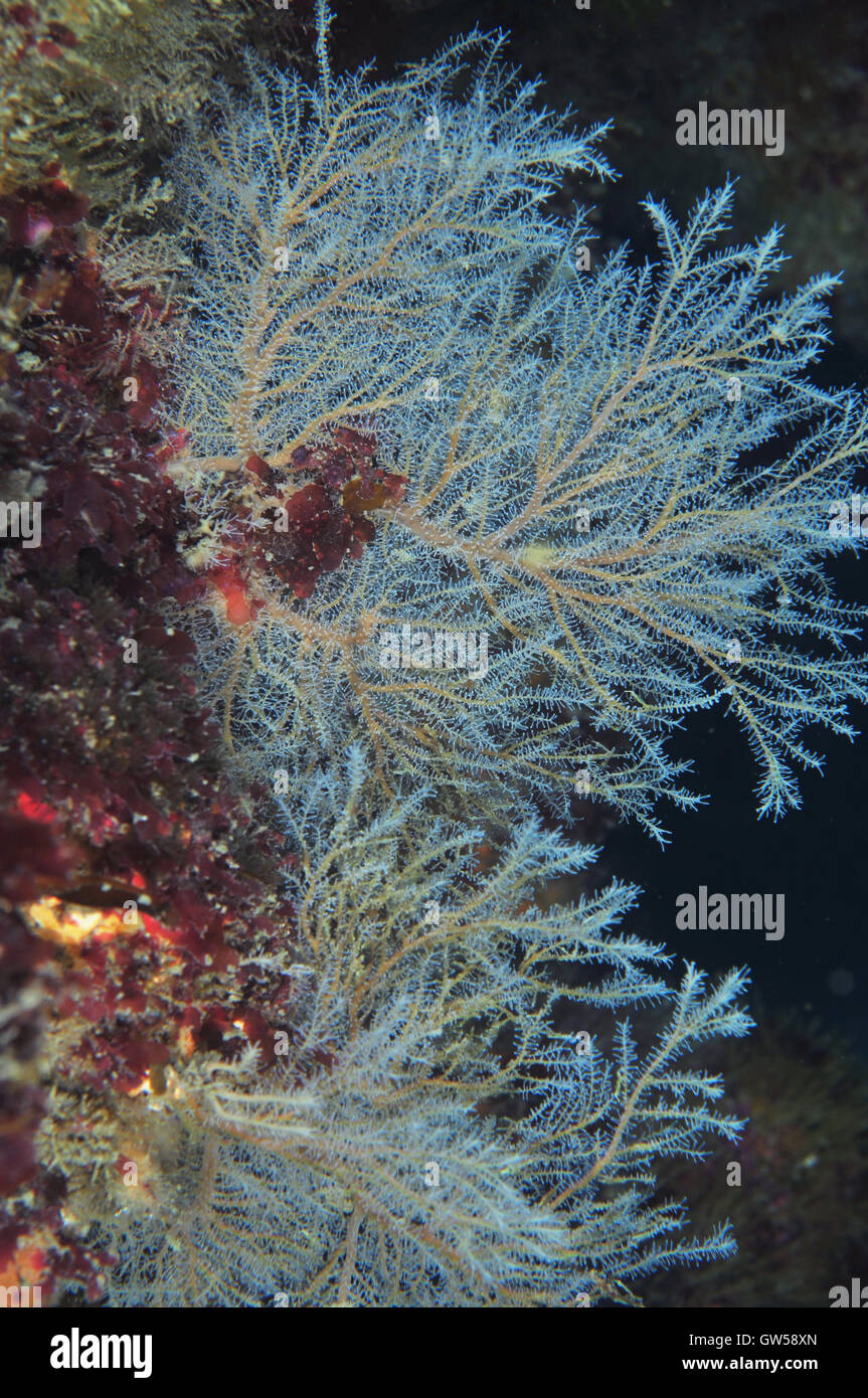 Solanderia ericopsis hydroid tree fan growing on vertical wall Stock ...