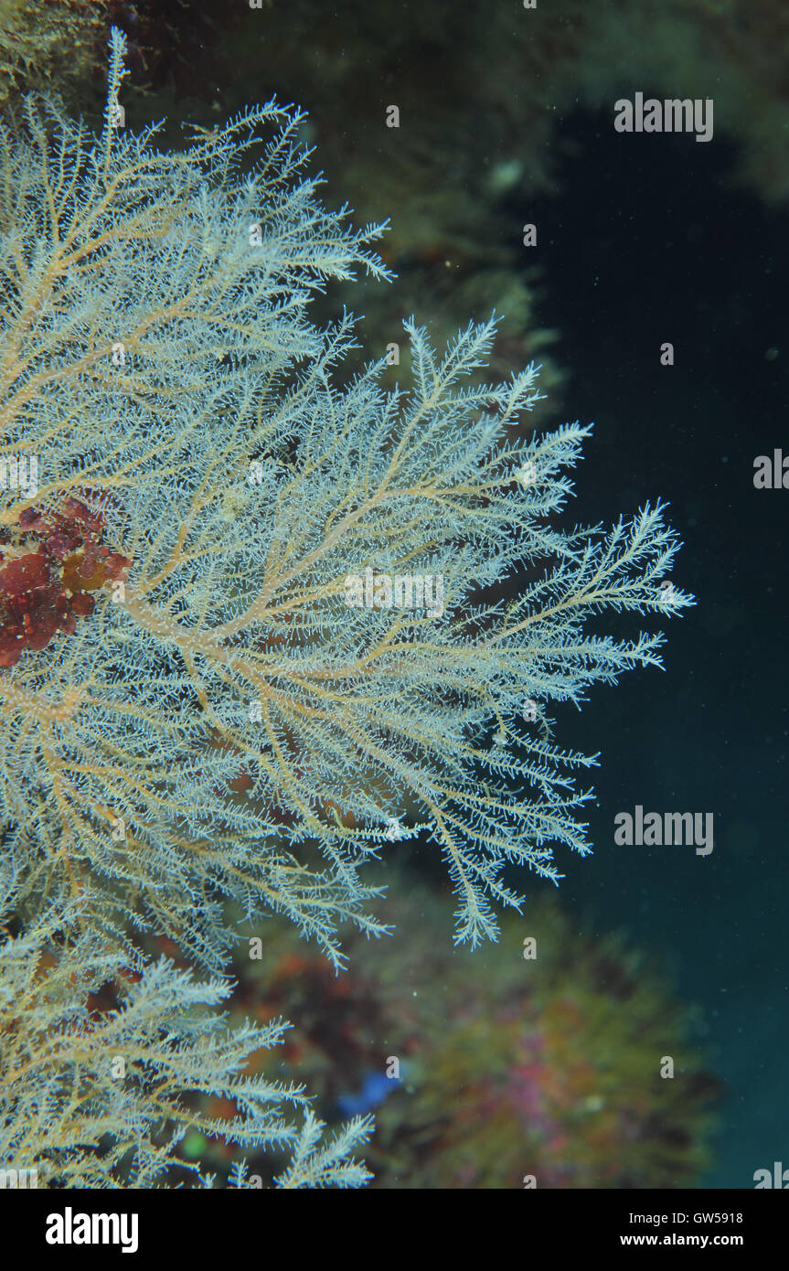Solanderia ericopsis hydroid tree fan growing on vertical wall Stock ...