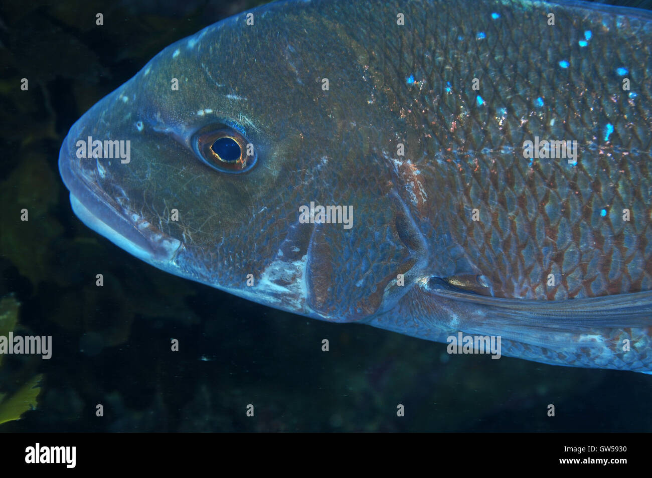 Chrysophrys hi-res stock photography and images - Alamy