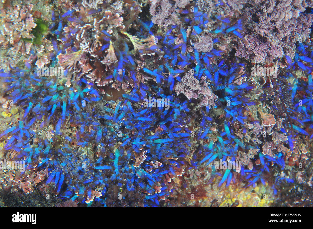 Blue Seaweed High Resolution Stock Photography and Images - Alamy
