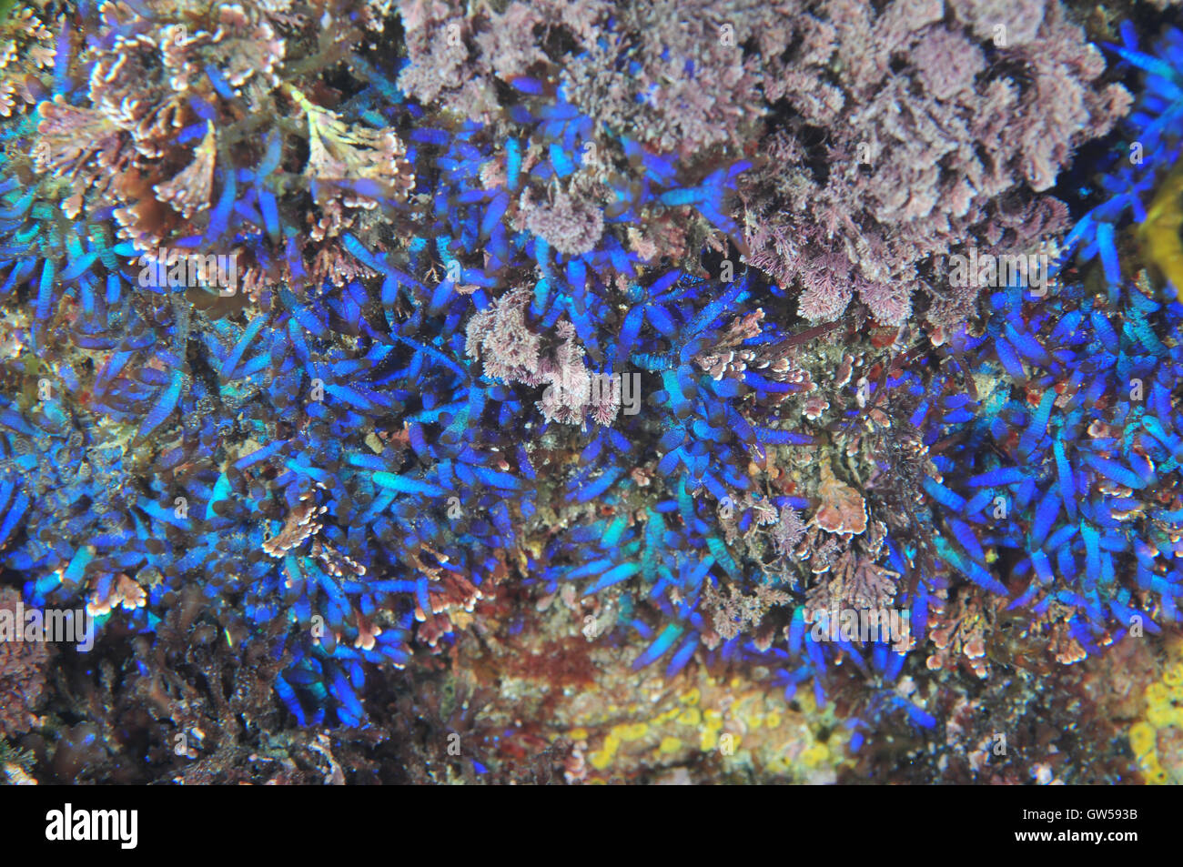 Blue seaweed hi-res stock photography and images - Alamy