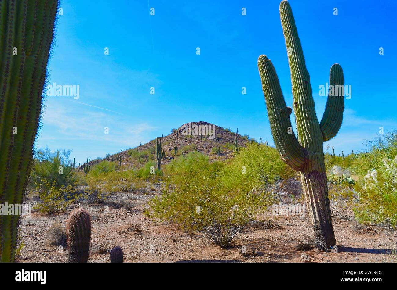 Cactus plants in Phoenix, Arizona Stock Photo - Alamy