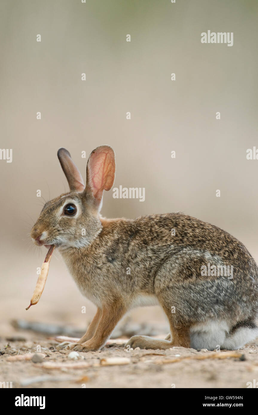 Cottontail Stock Photos & Cottontail Stock Images - Alamy