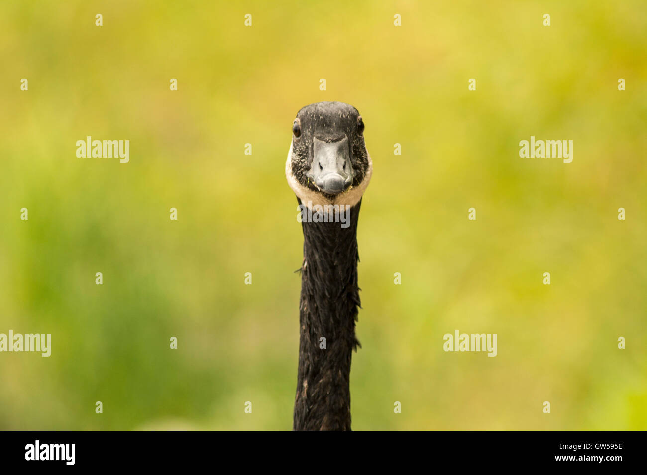 Bernache Du Canada - Big Bird From Canada Stock Photo - Alamy