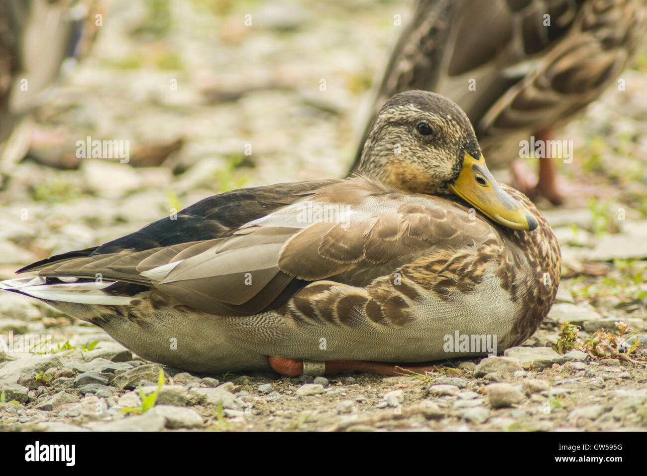 Brown Duck Canada Stock Photo - Alamy