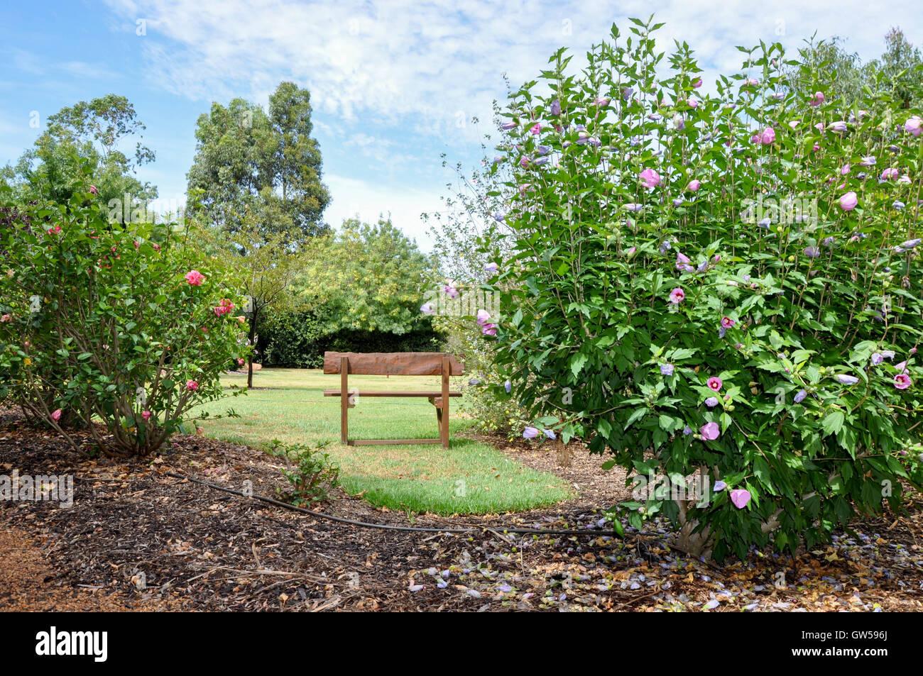 Rustic wooden bench between flowering shrubs in the peaceful botanic ...