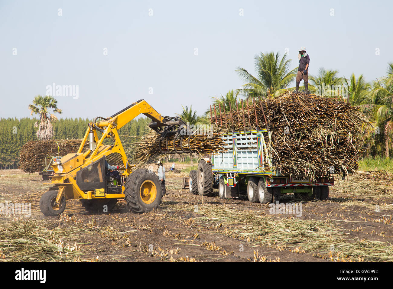 Sugarcane farming equipment hi-res stock photography and images - Alamy