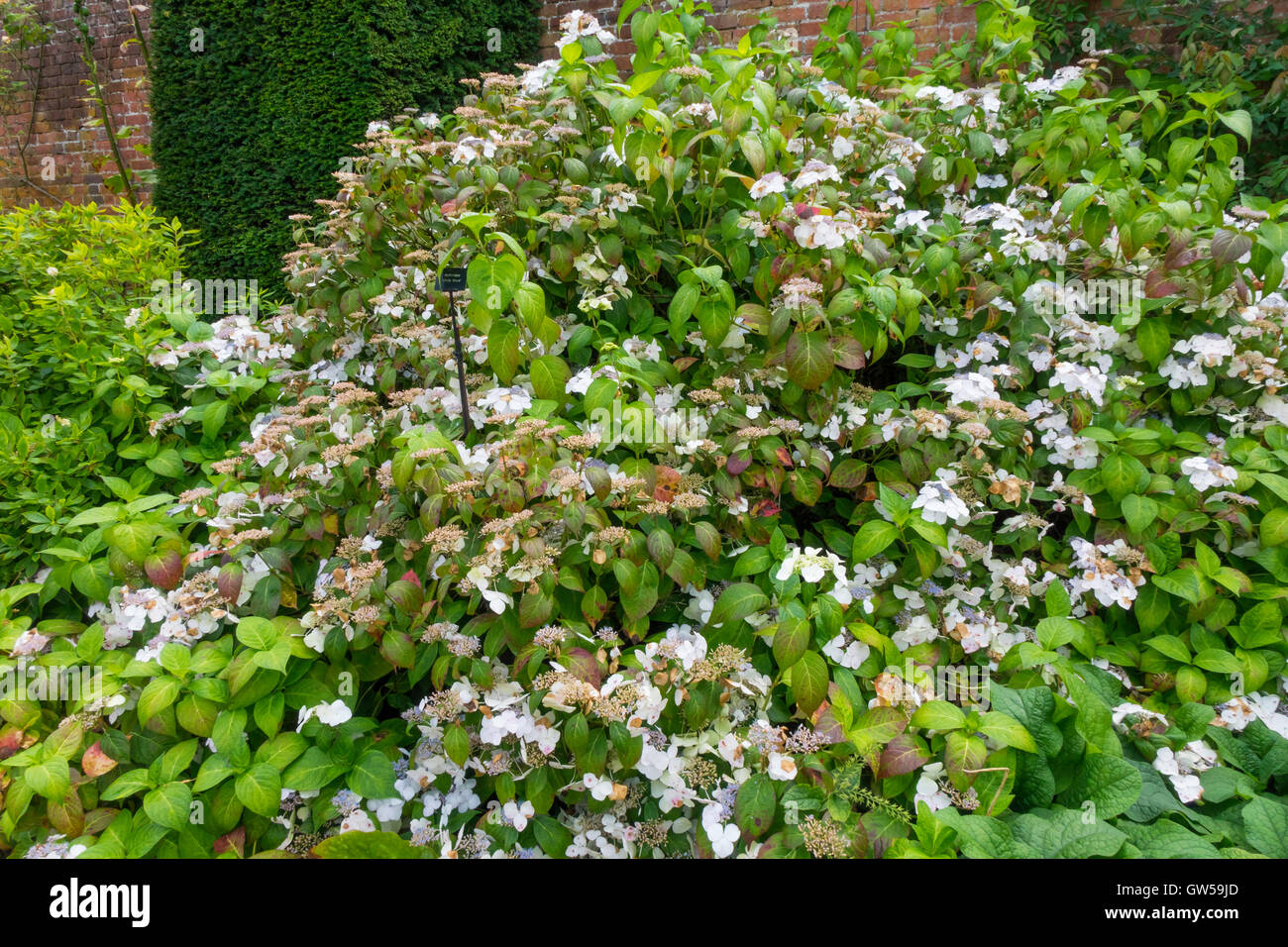A large white Hydrangea Bush "White Wave" in the Ornamental Garden at ...