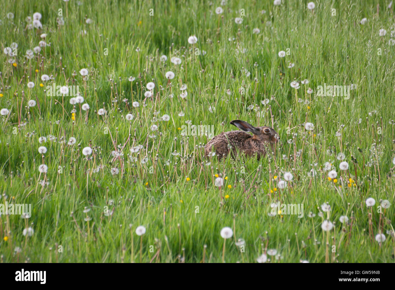 European hare (Lepus europaeus) grazing in tall grass, populated with ...