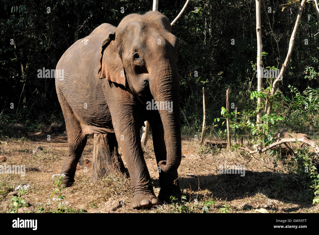 Elephant Valley Project NGO - Elephant in the jungle Stock Photo - Alamy