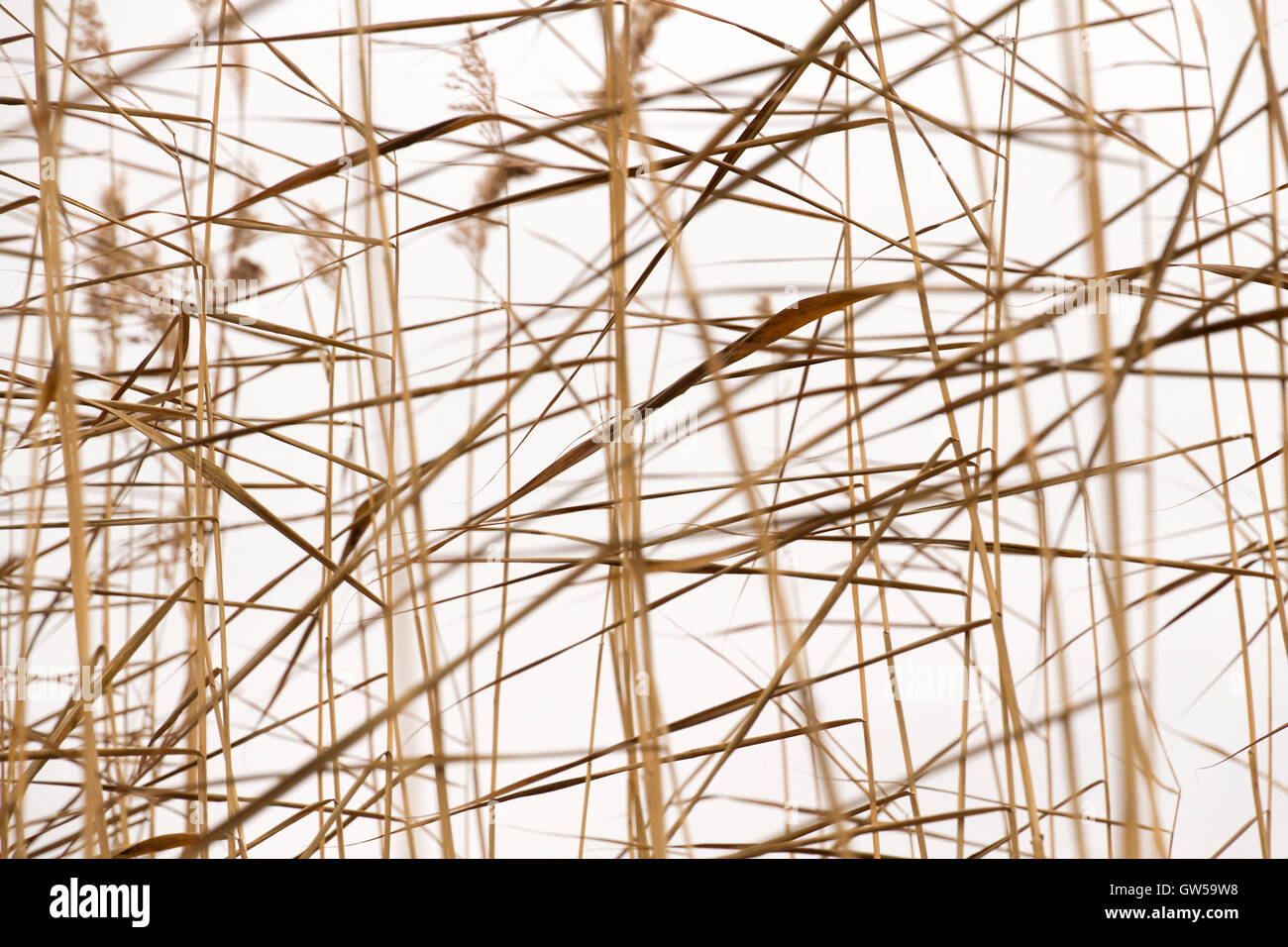 Dry reed hi-res stock photography and images - Alamy