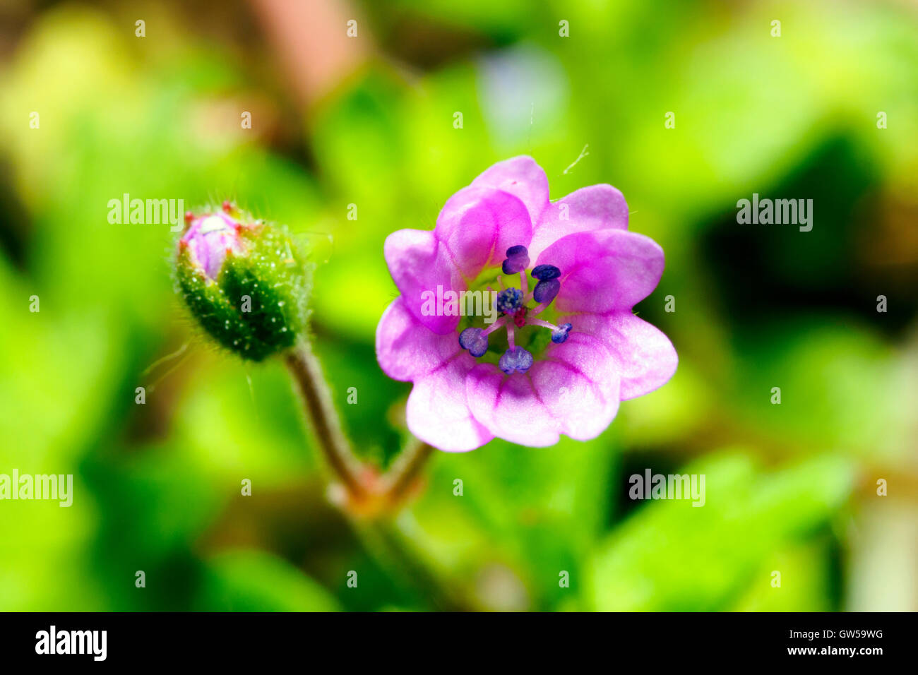 geranium columbinum flower, Italy Stock Photo - Alamy