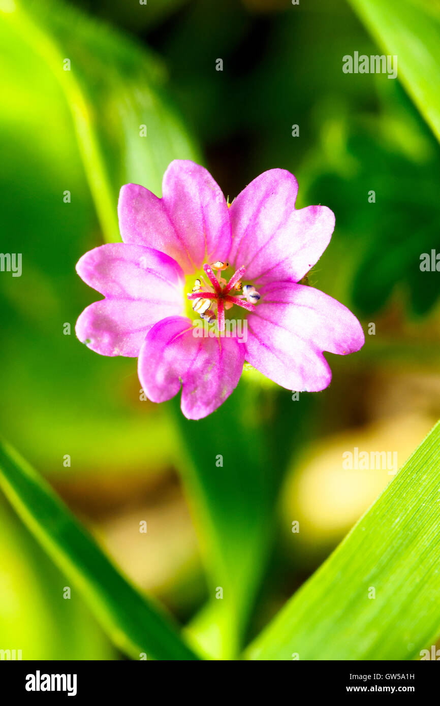 geranium columbinum flower, Italy Stock Photo - Alamy