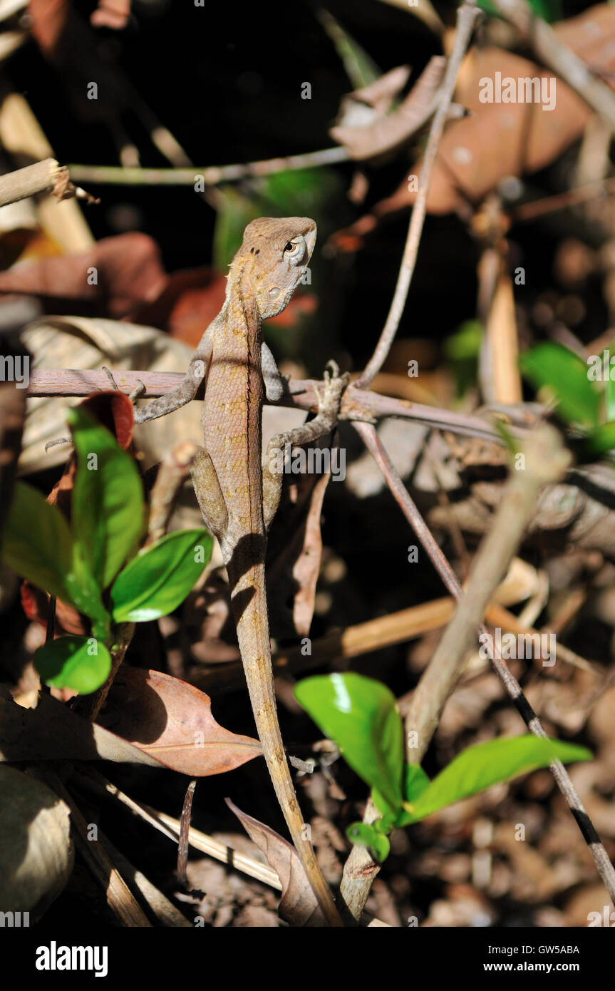 Cambodia national park hi-res stock photography and images - Alamy