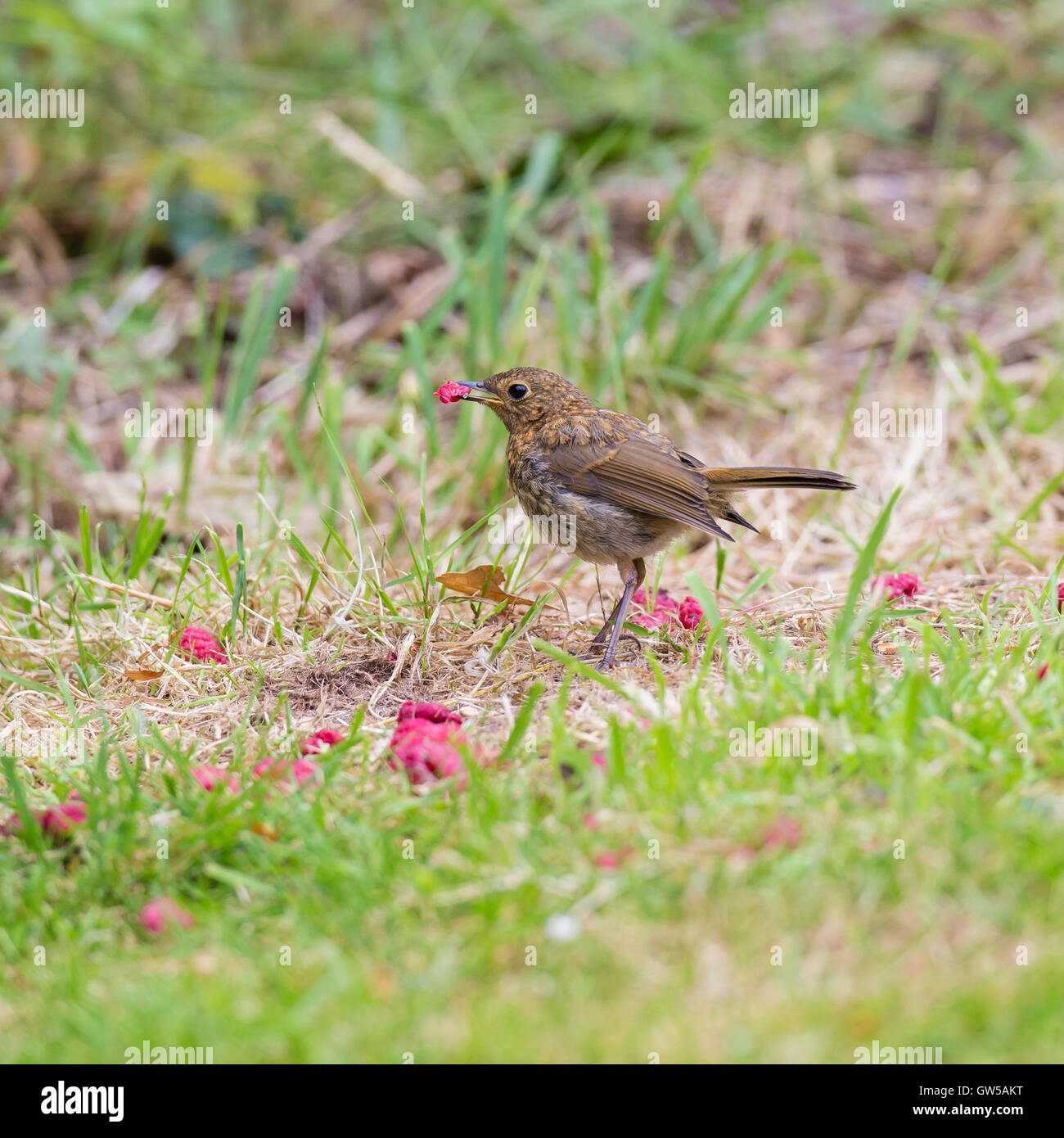 Robin eating hi-res stock photography and images - Alamy