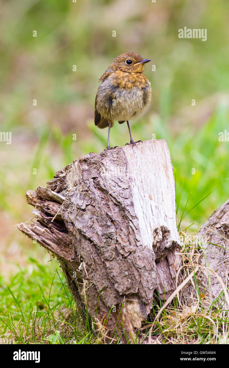 robin sitting on a log Stock Photo - Alamy