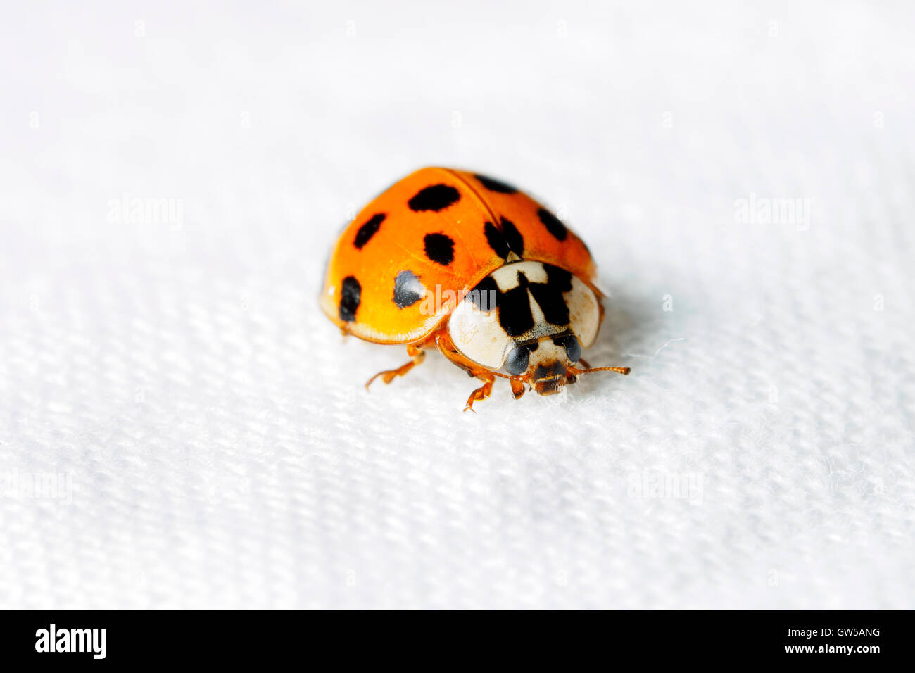 Ladybird wing hi-res stock photography and images - Alamy