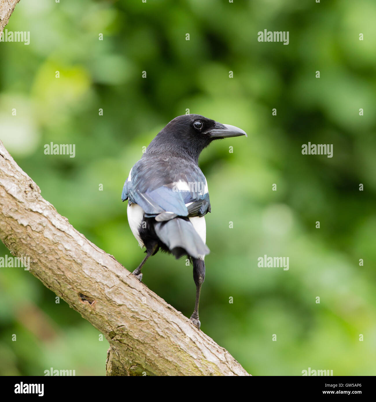 magpie sitting on a branch Stock Photo - Alamy