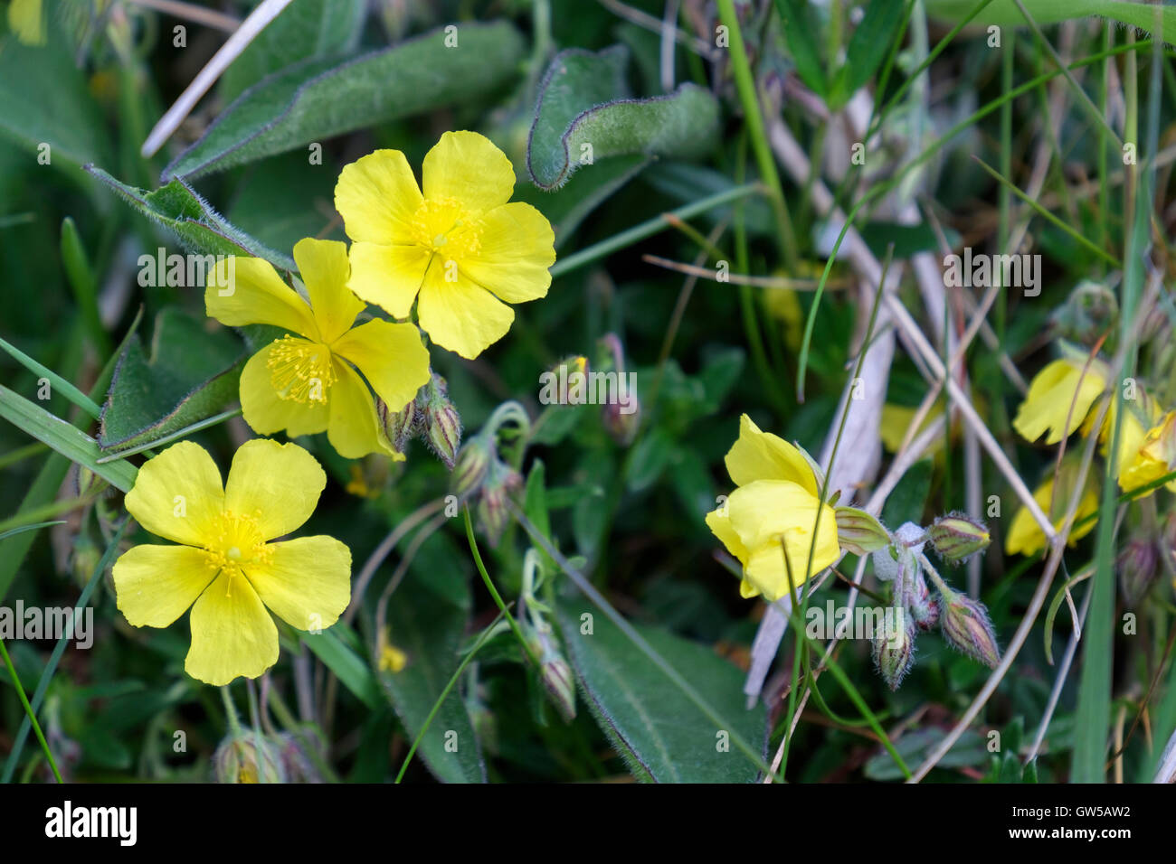 Yellow flowers of Common Rock-Rose (Helianthemum nummularium) growing ...