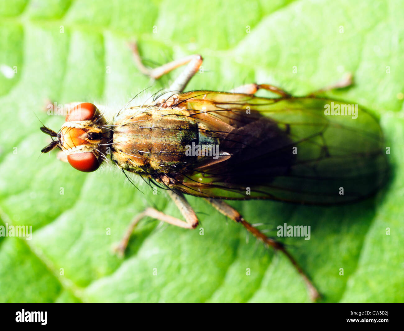 Scathophaga stercoraria wings hi-res stock photography and images - Alamy