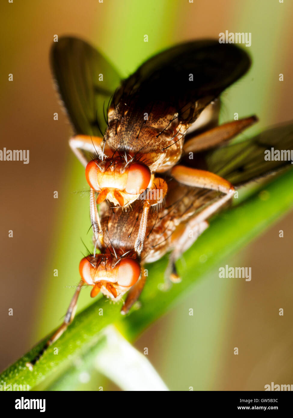 Inquinata hi-res stock photography and images - Alamy