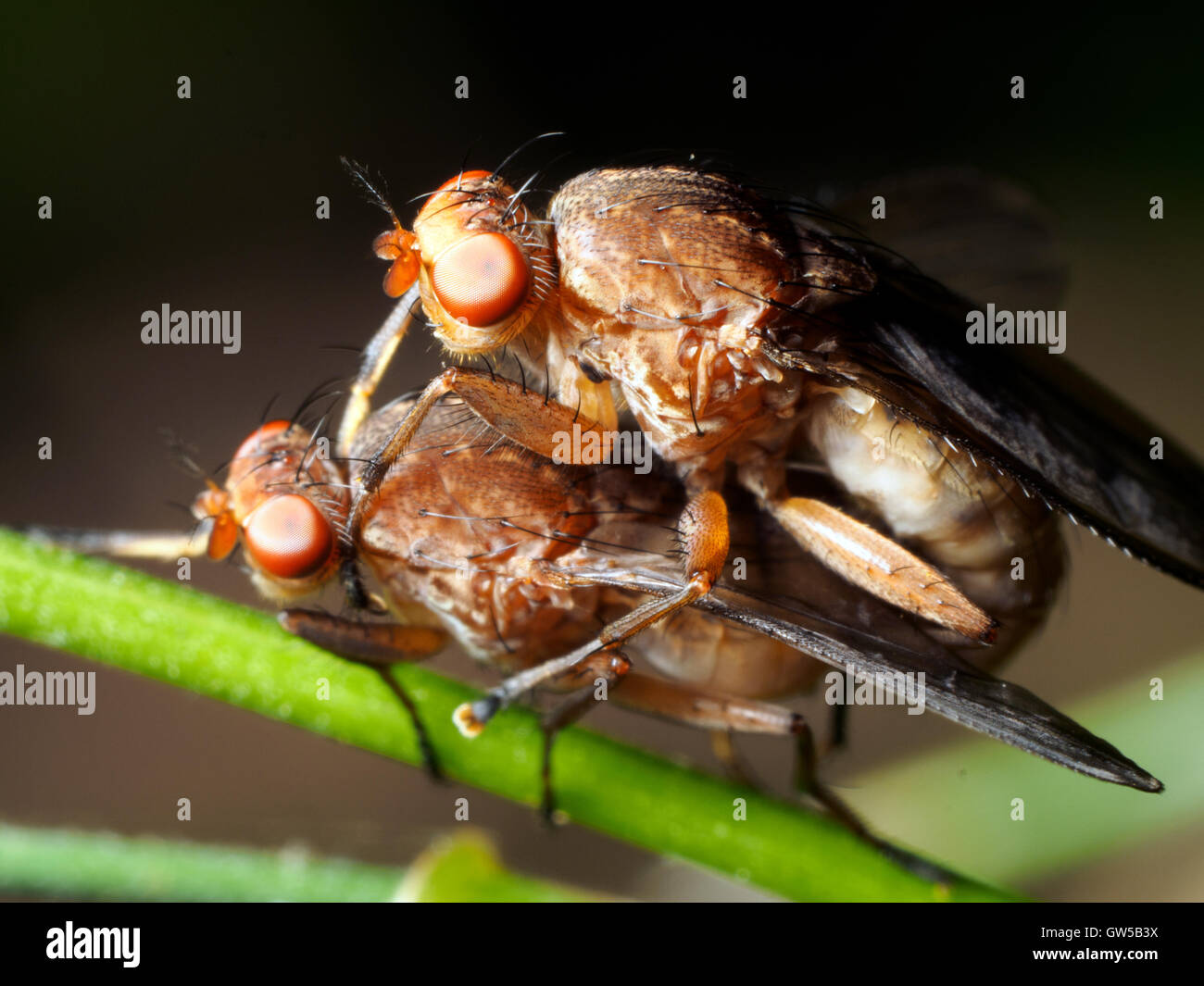 Scathophaga stercoraria wings hi-res stock photography and images - Alamy