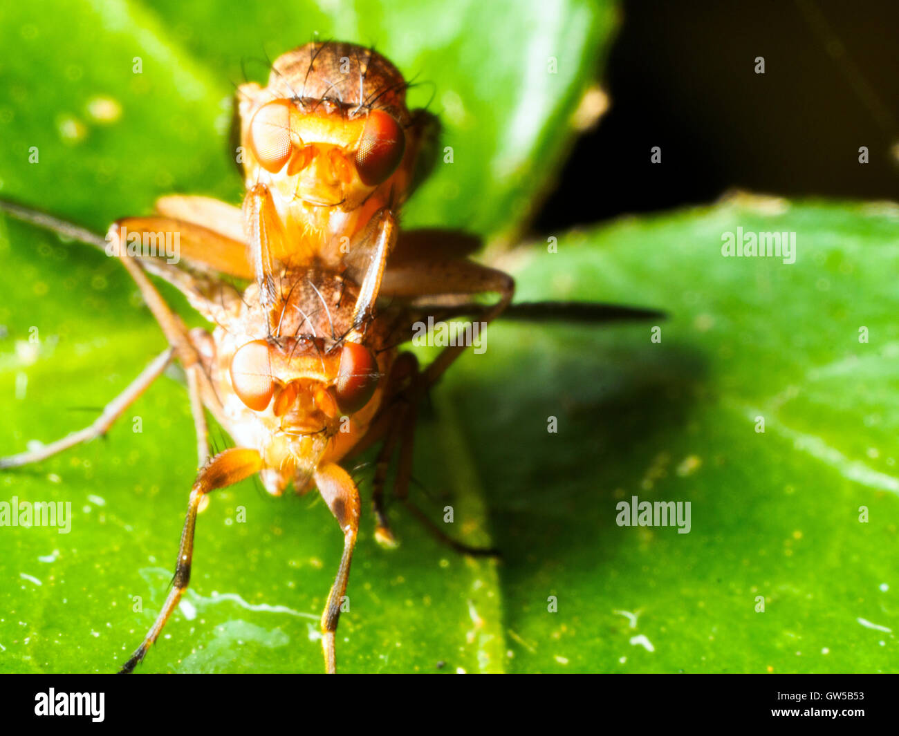 Scathophaga stercoraria wings hi-res stock photography and images - Alamy