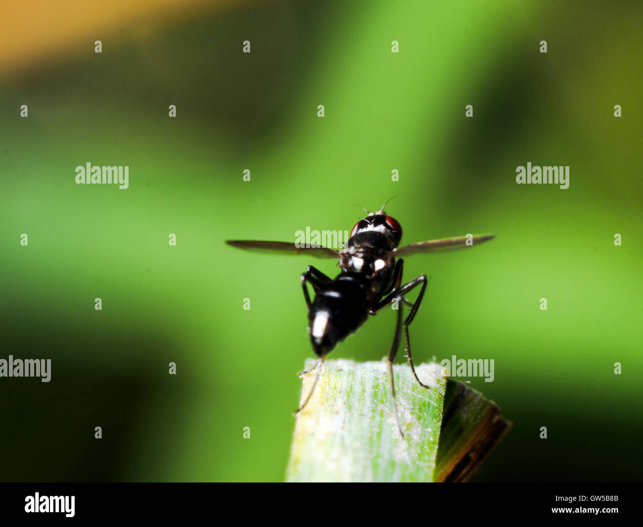 Sepsis hi-res stock photography and images - Alamy