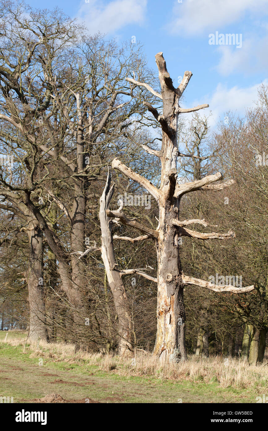 English Oak Tree (Quercus robur) with trimmed cut back side limbs. Dead ...