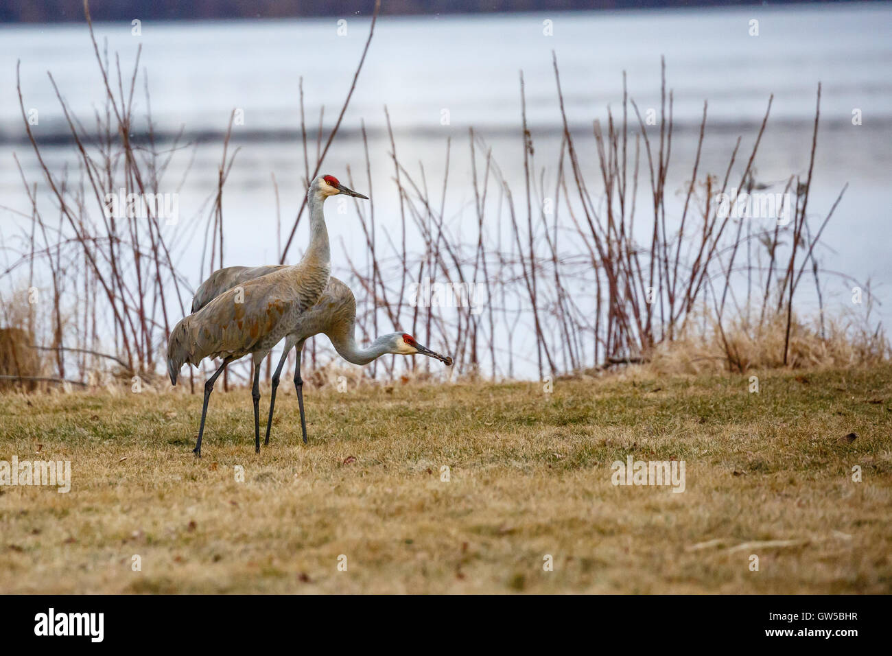 A pair of Sandhill Cranes eating by a lake Stock Photo - Alamy