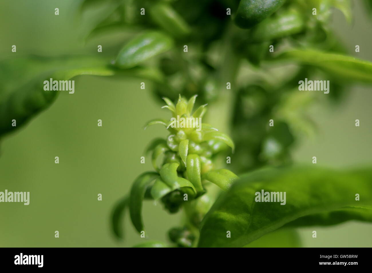 Spinach flower hi-res stock photography and images - Alamy