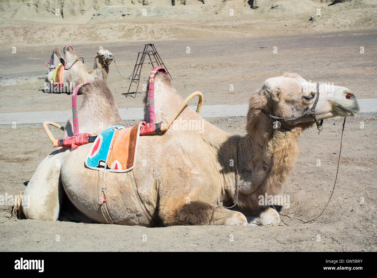 Saddles at rest hi-res stock photography and images - Alamy