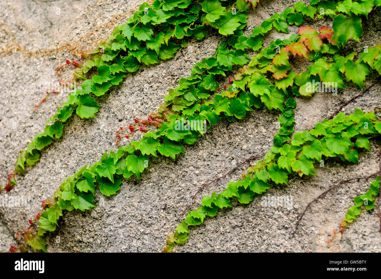 Green ivy climbing on a rock face at Taiping Palace at Mount Laoshan in ...