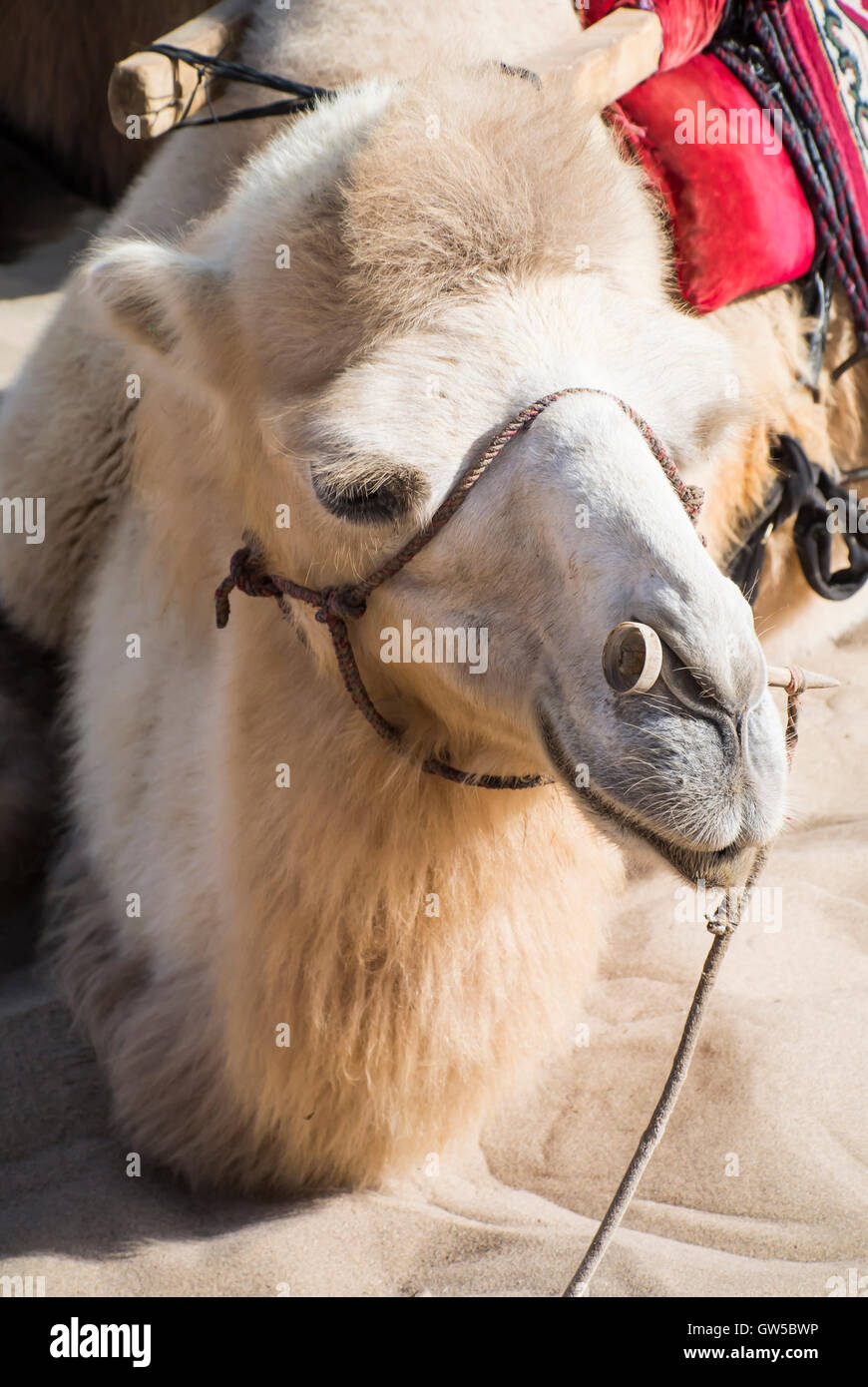 Camel At Rest Stock Photo - Alamy