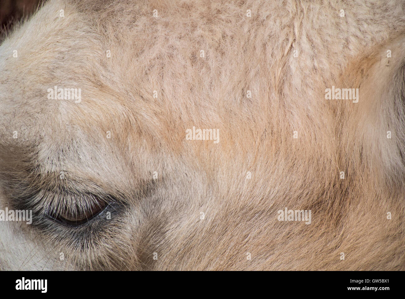 Close-Up - Side View of Camel's Face Stock Photo - Alamy