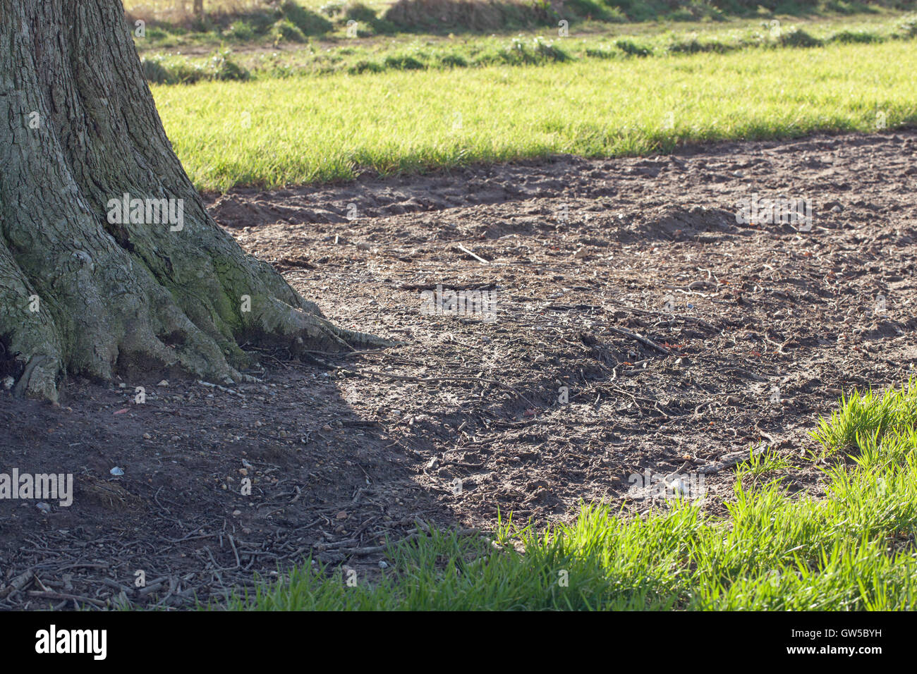 Tree root damage hi-res stock photography and images - Alamy