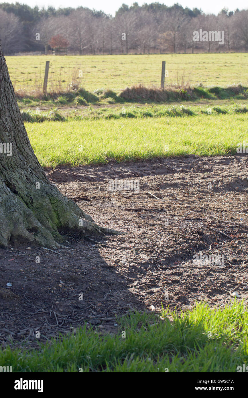 Tree root damage hi-res stock photography and images - Alamy