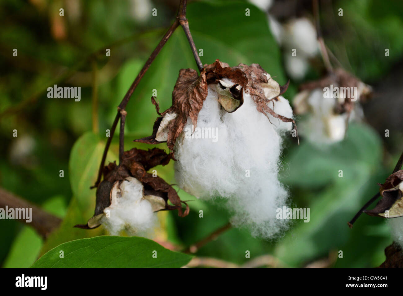 The cotton plant hi-res stock photography and images - Alamy