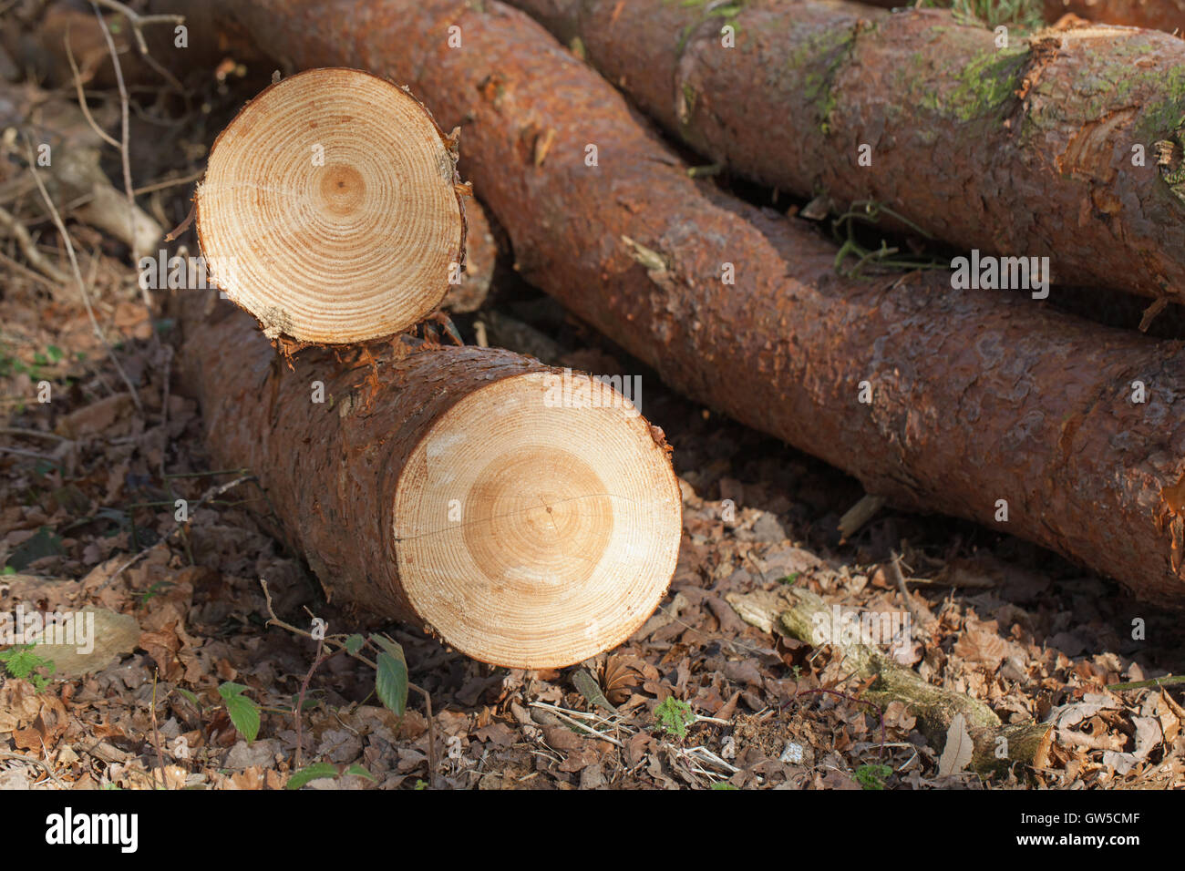 Scots Pine (Pinus sylvestris). Felled tree trunks, end on showing ...