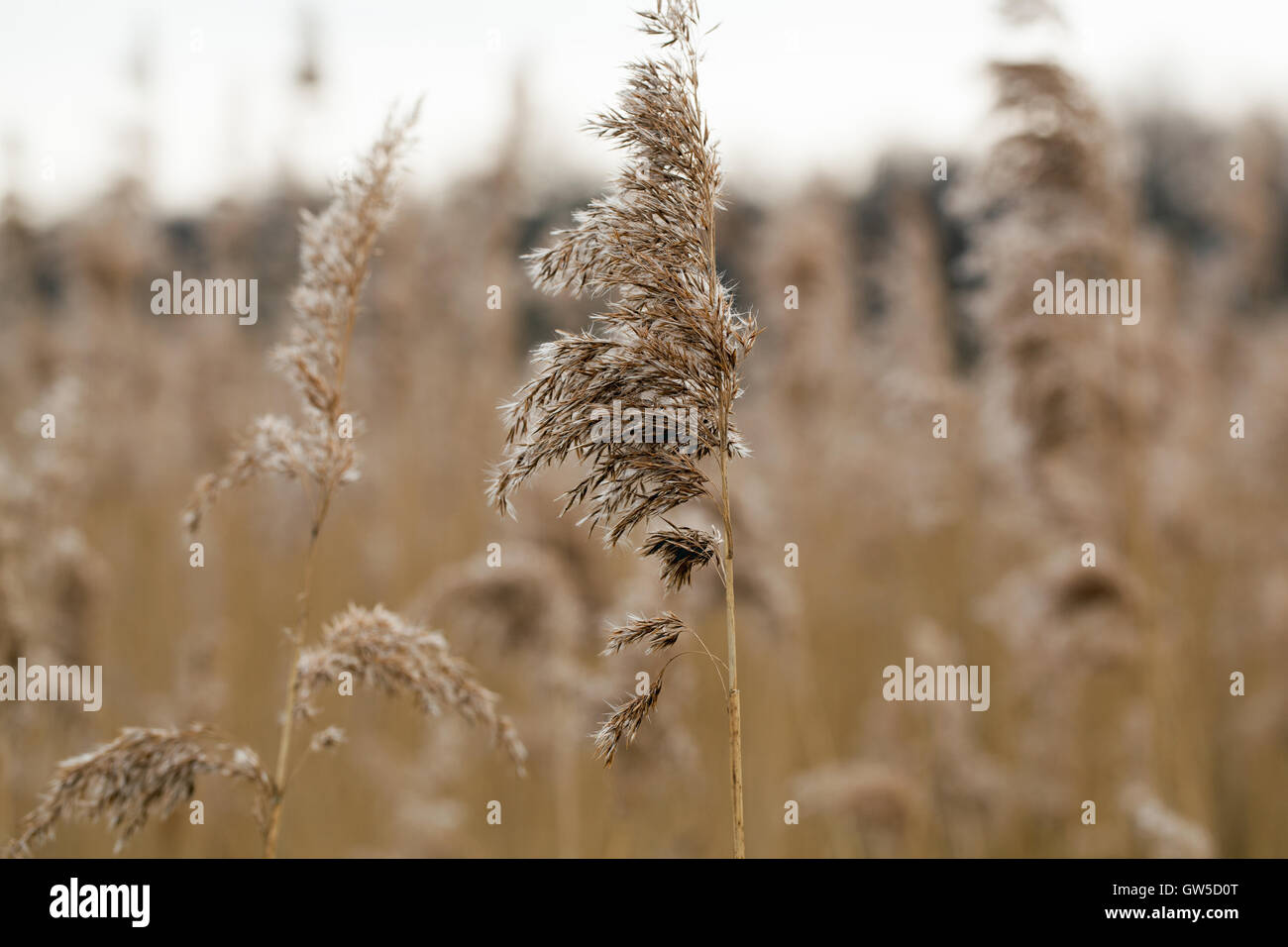 Norfolk Reed (Phragmites communis). Panicle or seed head. Calthorpe ...