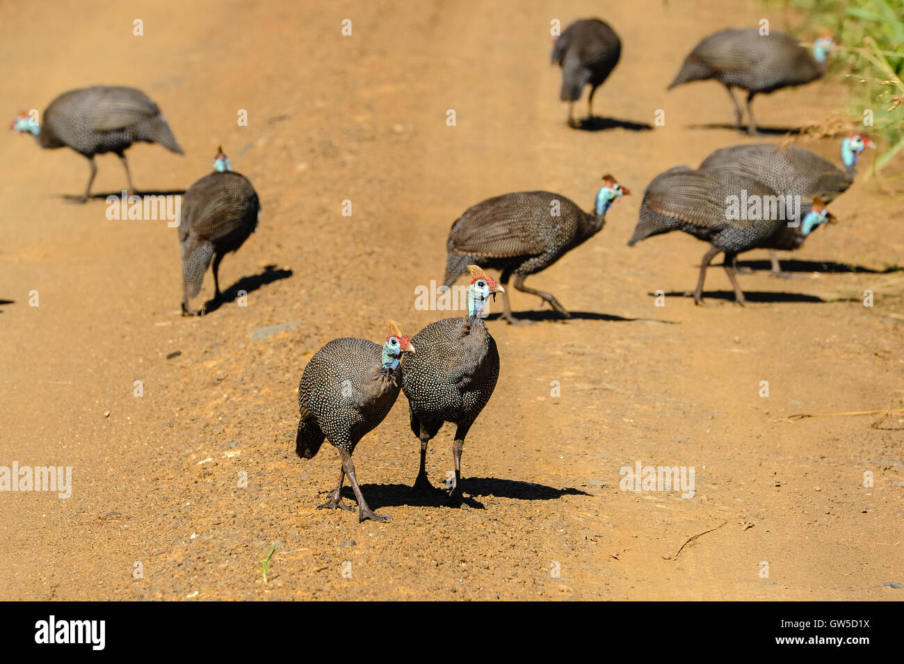 South african birds with red legs hi-res stock photography and images ...