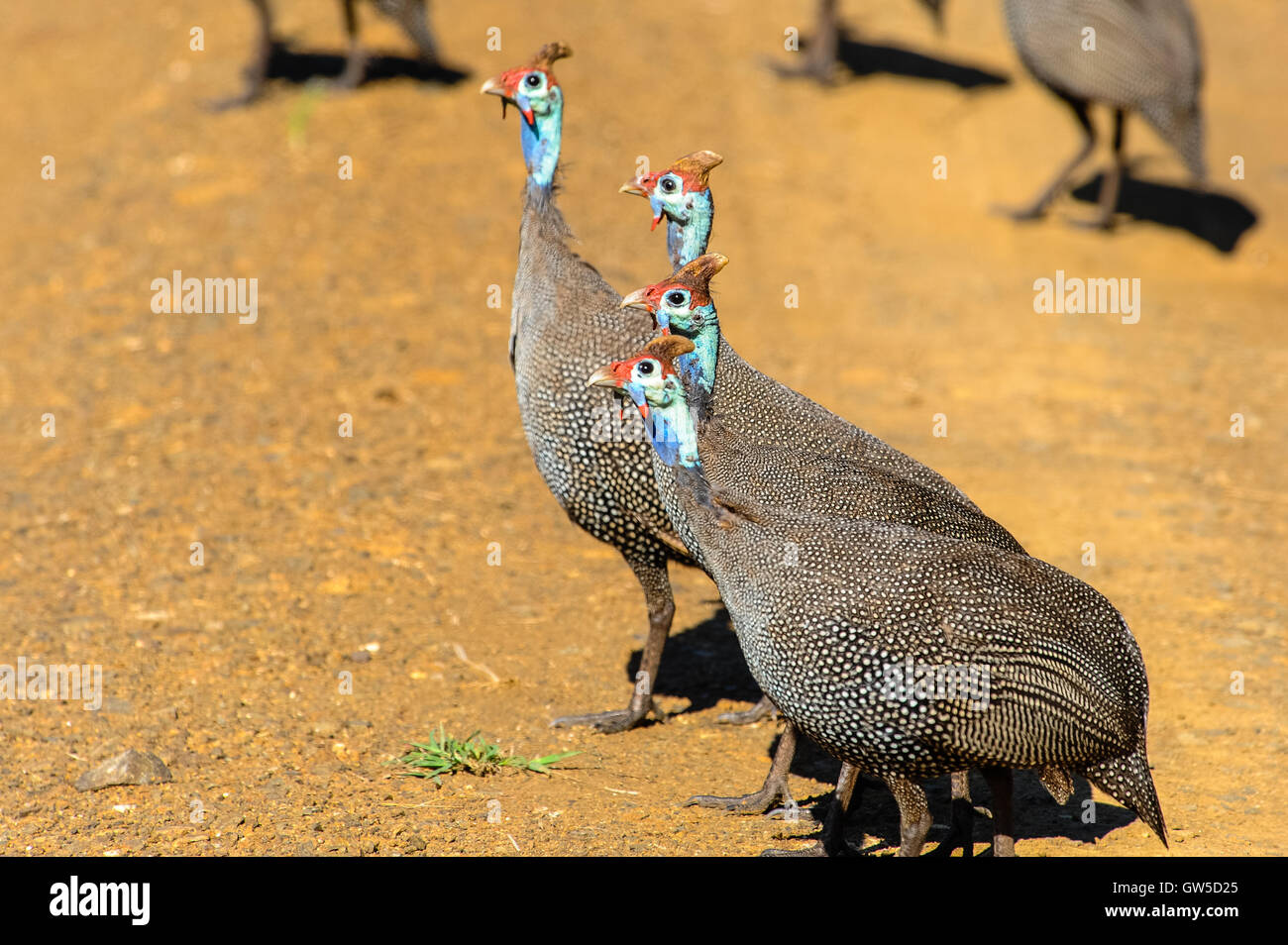 Guineafowl, also called Guineahen. Hluhluwe-Umfolozi Game Reserve ...