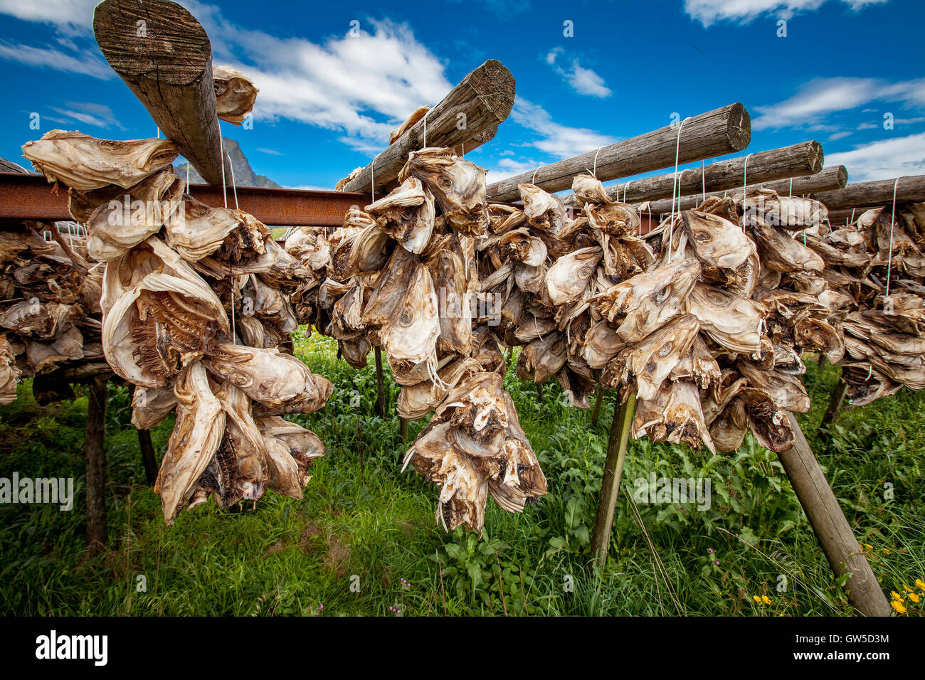 Lofoten islands fish heads drying on racks Stock Photo - Alamy