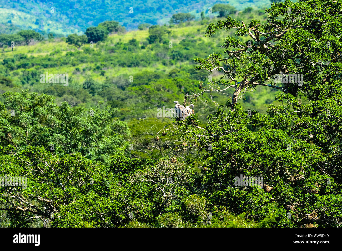Zululand tree hi-res stock photography and images - Alamy