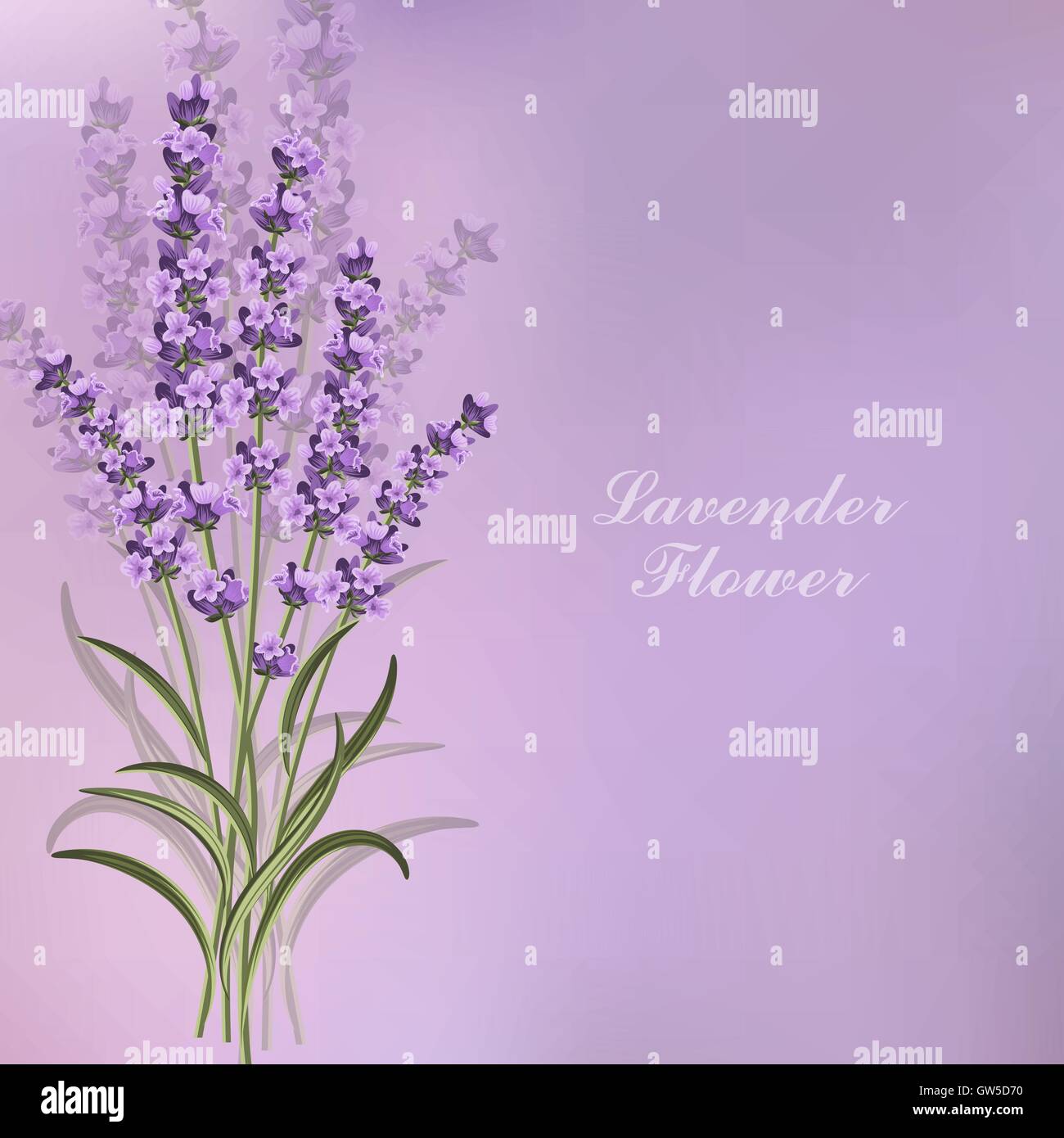 Beautiful lavender flowers Stock Vector Images - Alamy