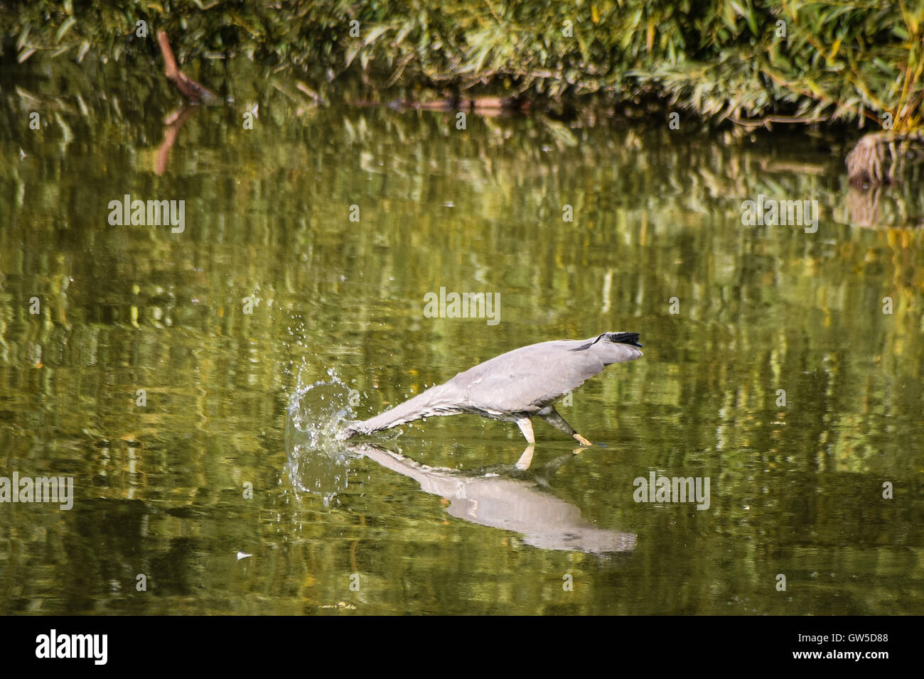 Young heron diving for prey with head below water Stock Photo - Alamy