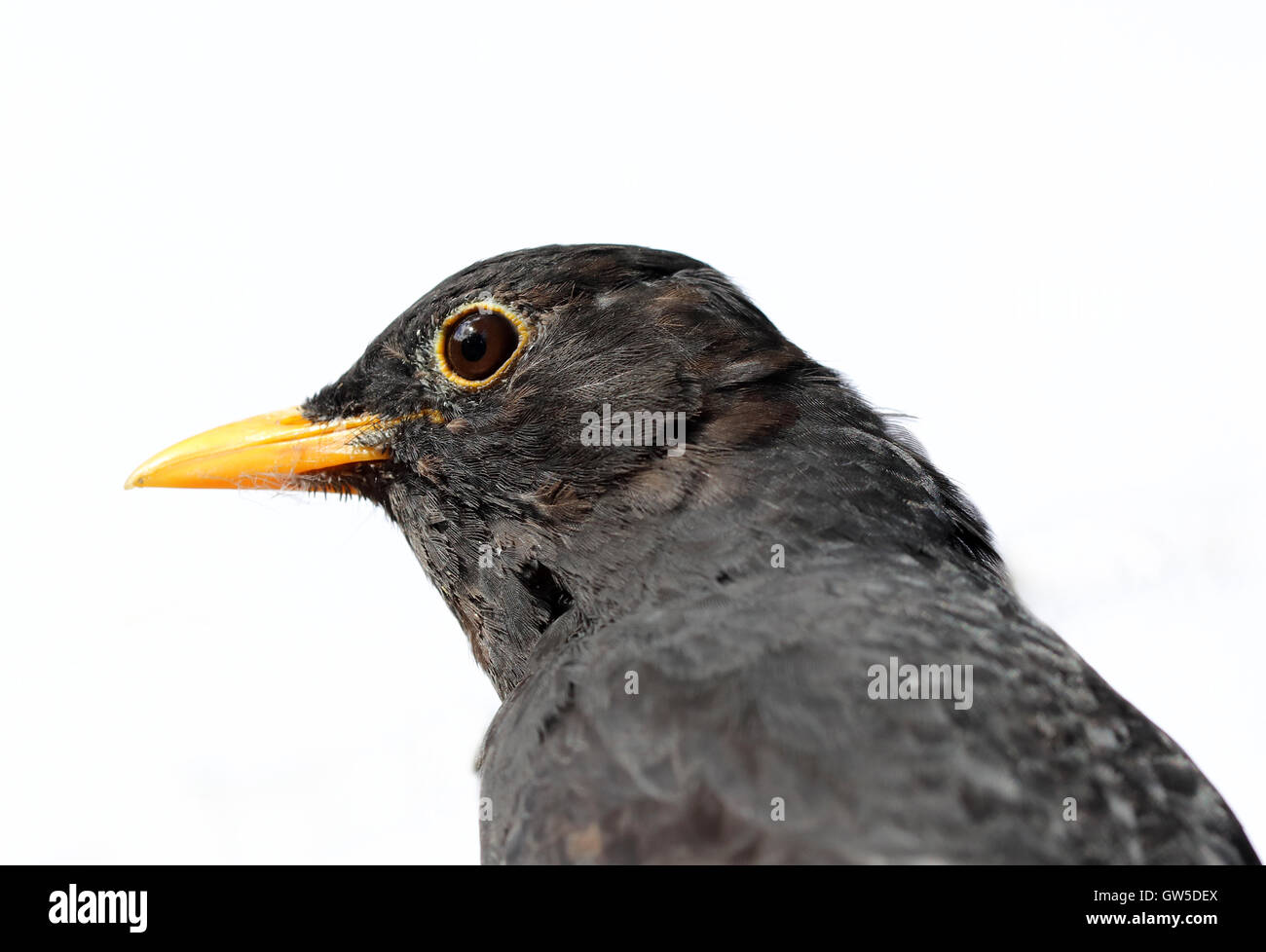 Male blackbird hi-res stock photography and images - Alamy